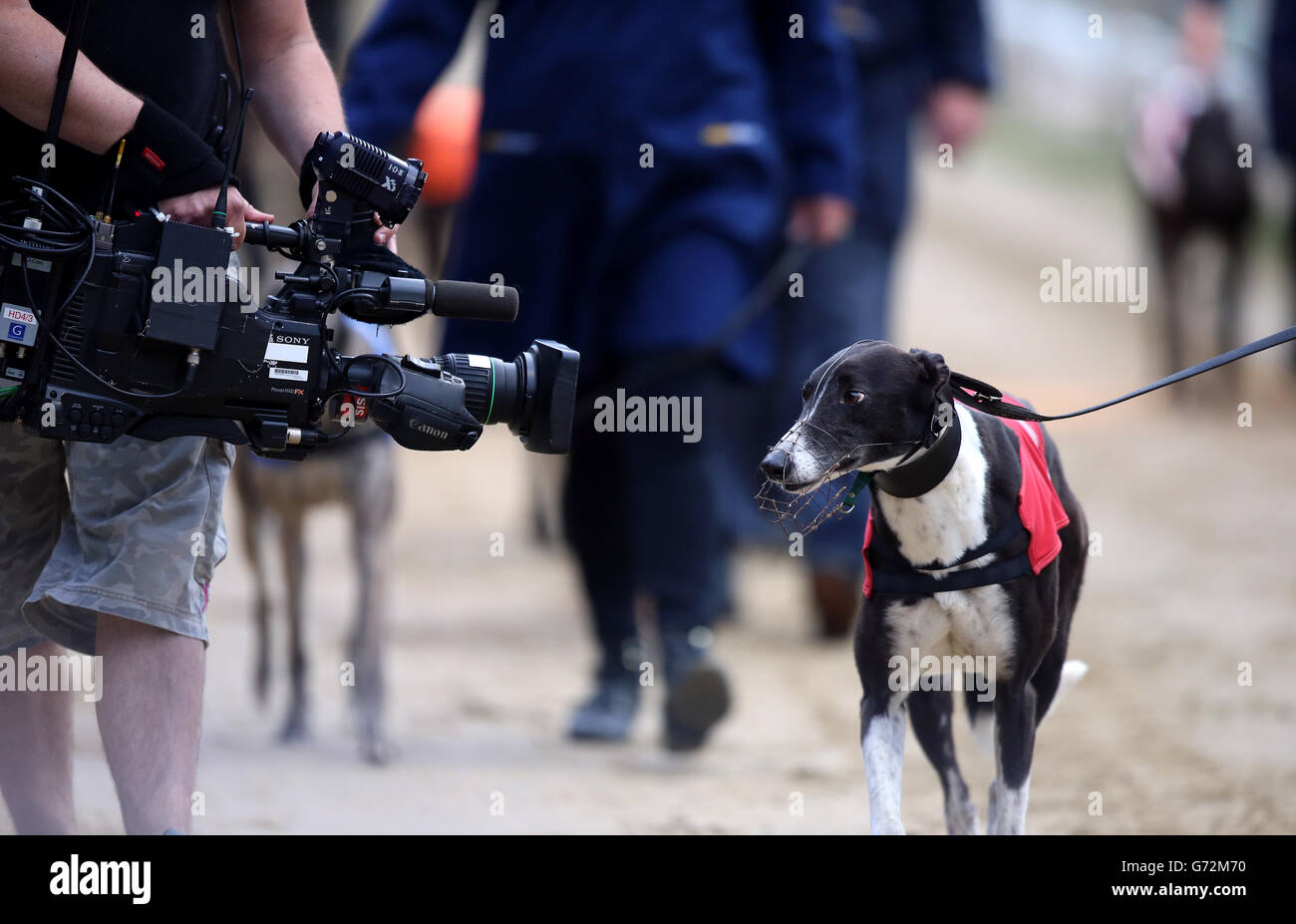 Wimbledon dog stadium hi-res stock photography and images - Alamy