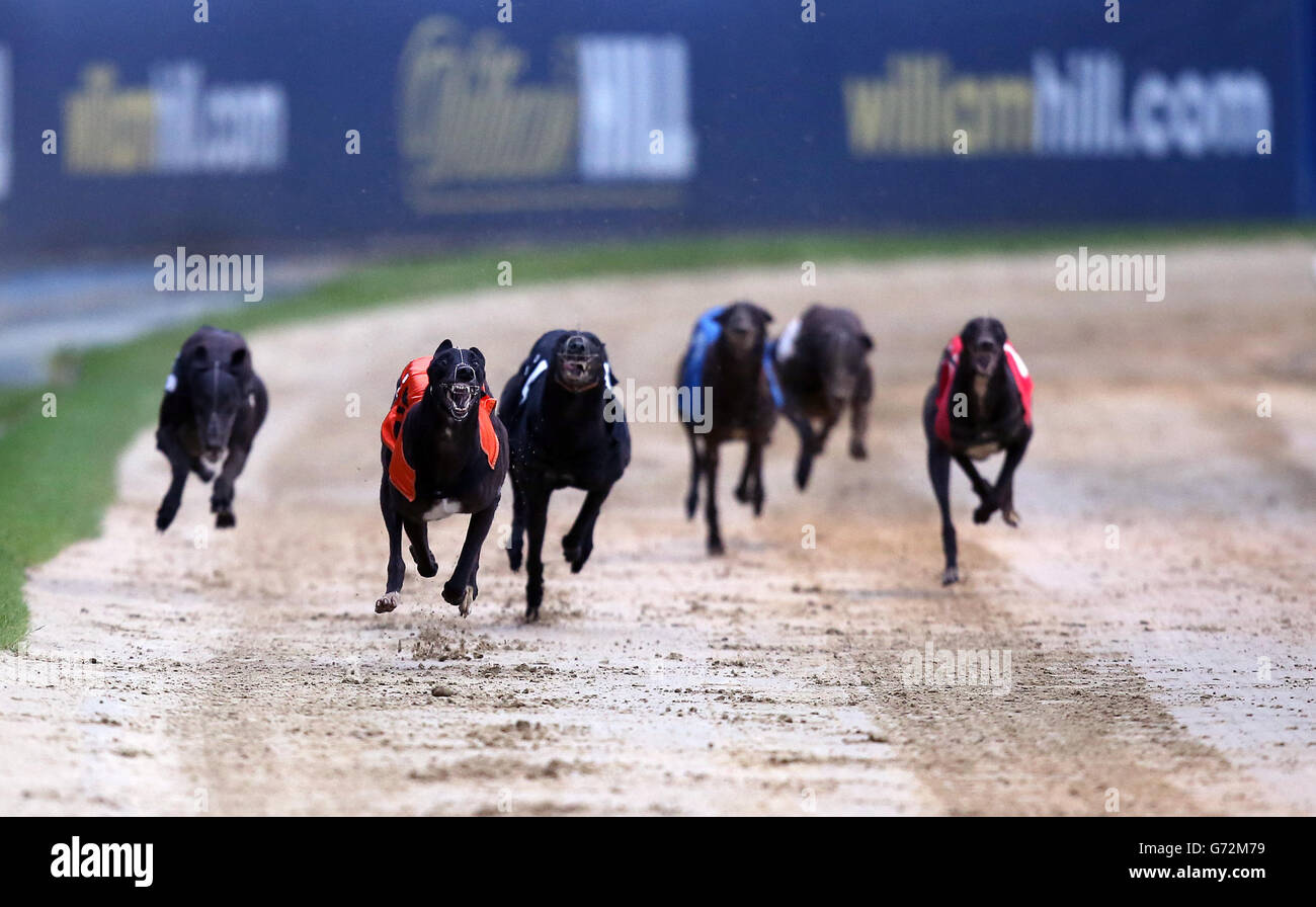 Greyhound Racing - William Hill Derby - Quarter Finals - Wimbledon ...