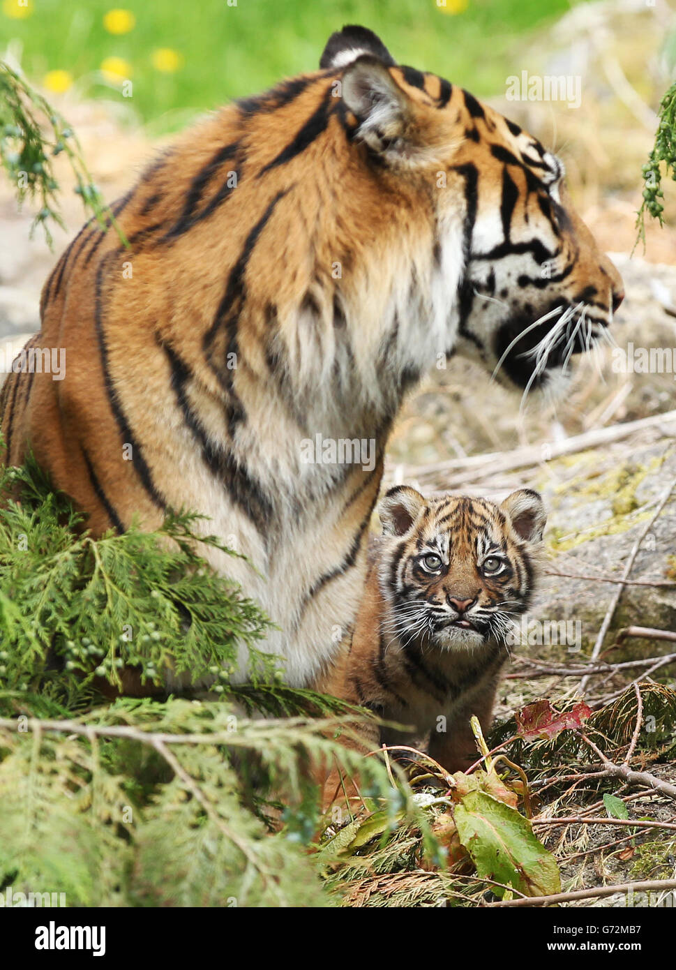 Surya with her Sumatran tiger cub Mentari, as the cubs make their way ...