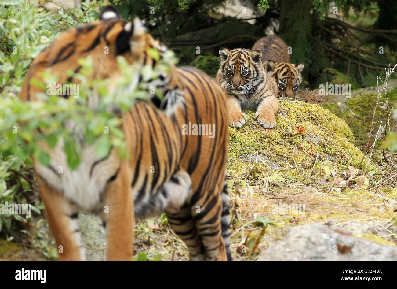 Tigers cubs in Flamingo Land - Malton Stock Photo - Alamy