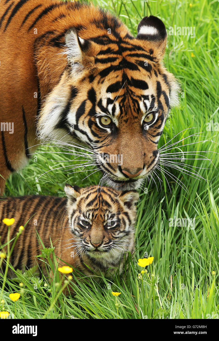 Surya with her sumatran tiger cub mentari hi-res stock photography and ...