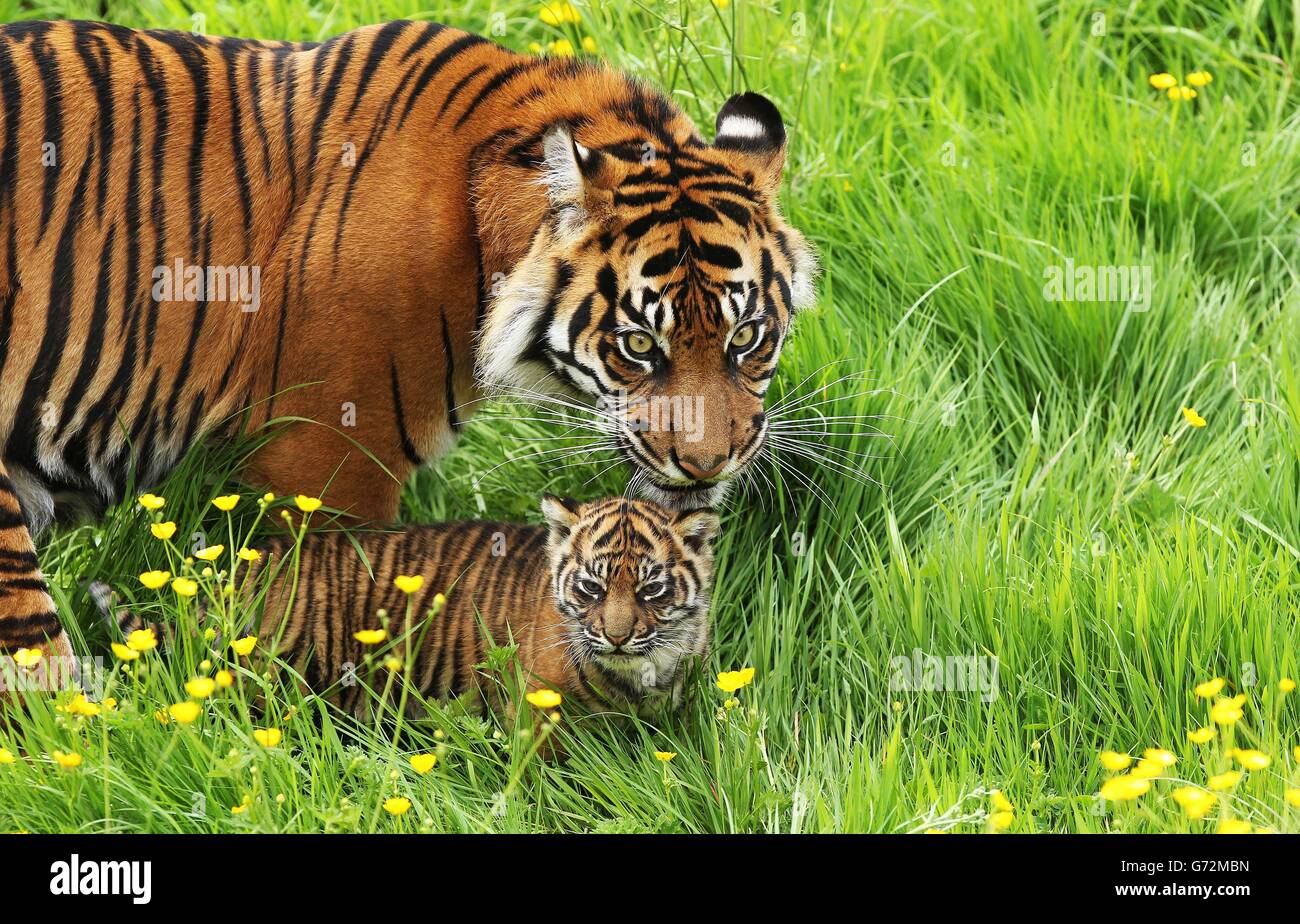 Surya with her Sumatran tiger cub Mentari, as the cubs make their way ...