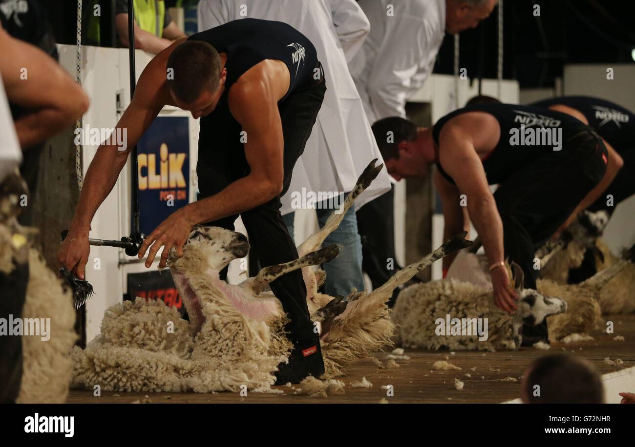 Golden Shears World Sheep Shearing Championships Stock Photo - Alamy