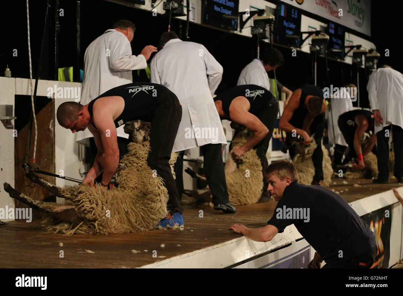 Action during the opening day of the Golden Shears World Sheep Shearing ...