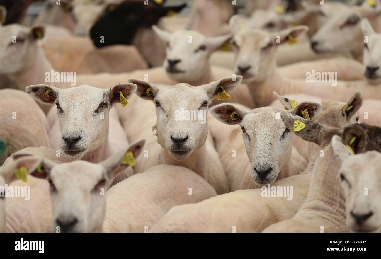 Sheep shears hi-res stock photography and images - Alamy