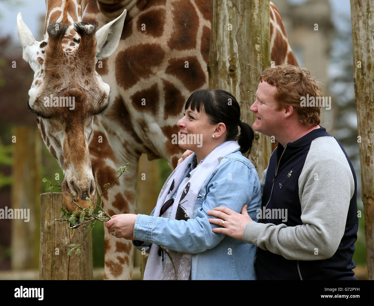 Gordon Brown with wife Nicole feeding giraffes at Blair Drummond Safari ...