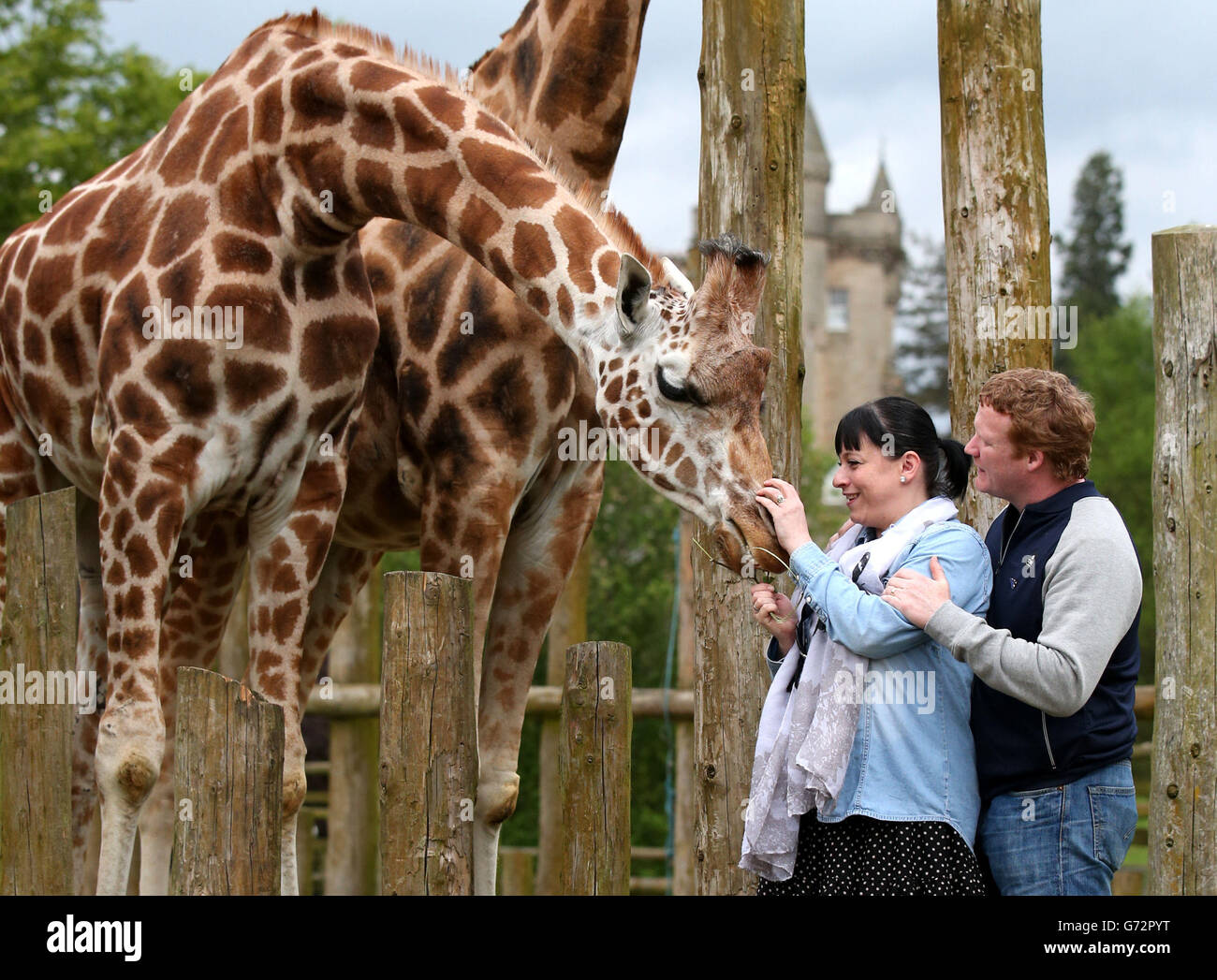 Gordon Brown with wife Nicole feeding giraffes at Blair Drummond Safari ...