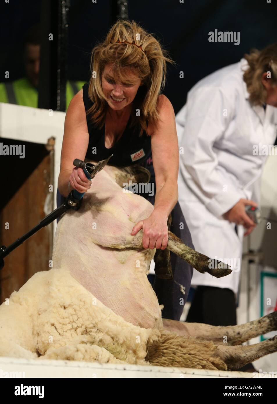 Golden Shears World Sheep Shearing Championships Stock Photo - Alamy