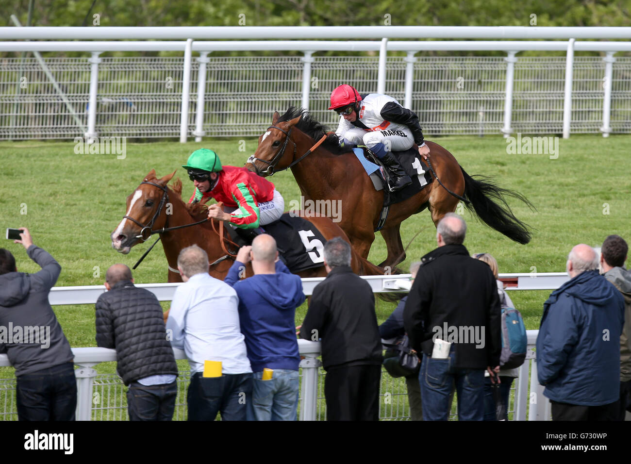 Marsh daisy hi-res stock photography and images - Alamy