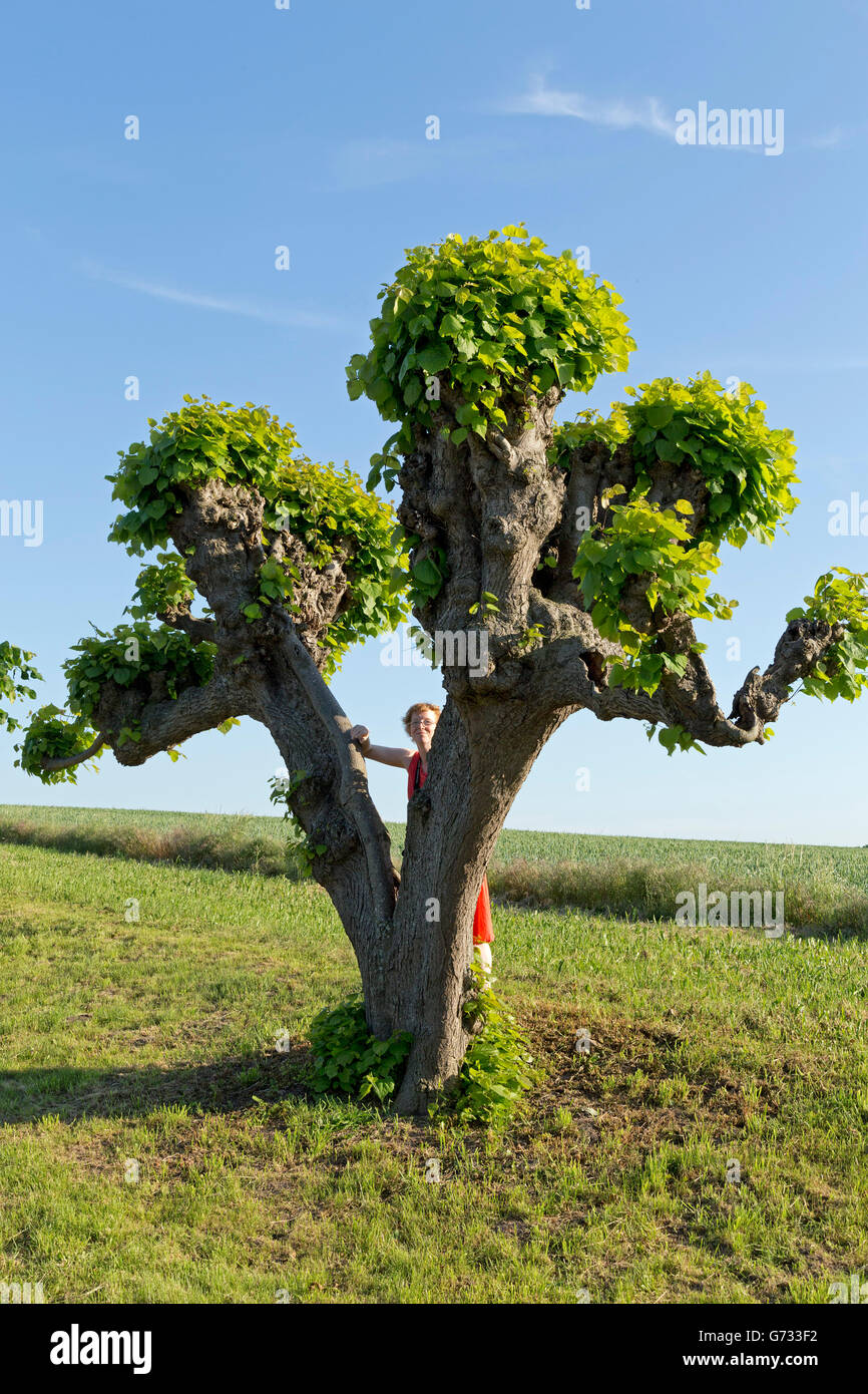 Festoon tree hi-res stock photography and images - Alamy