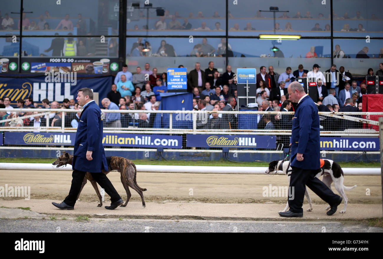 Greyhound Racing - William Hill Derby - Final - Wimbledon Stadium Stock ...