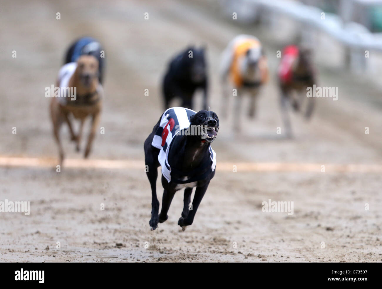 Racing action at wimbledon stadium hi-res stock photography and images ...