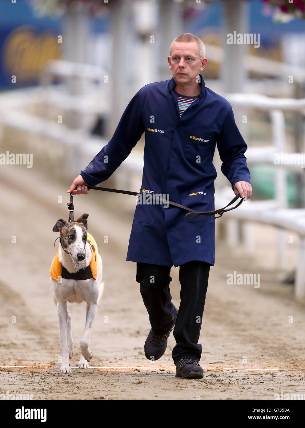 Greyhound Racing - William Hill Derby - Final - Wimbledon Stadium. The ...