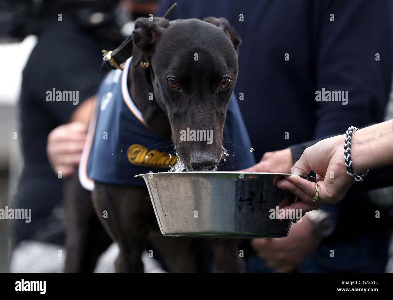 Greyhound Racing - William Hill Derby - Final - Wimbledon Stadium. A ...