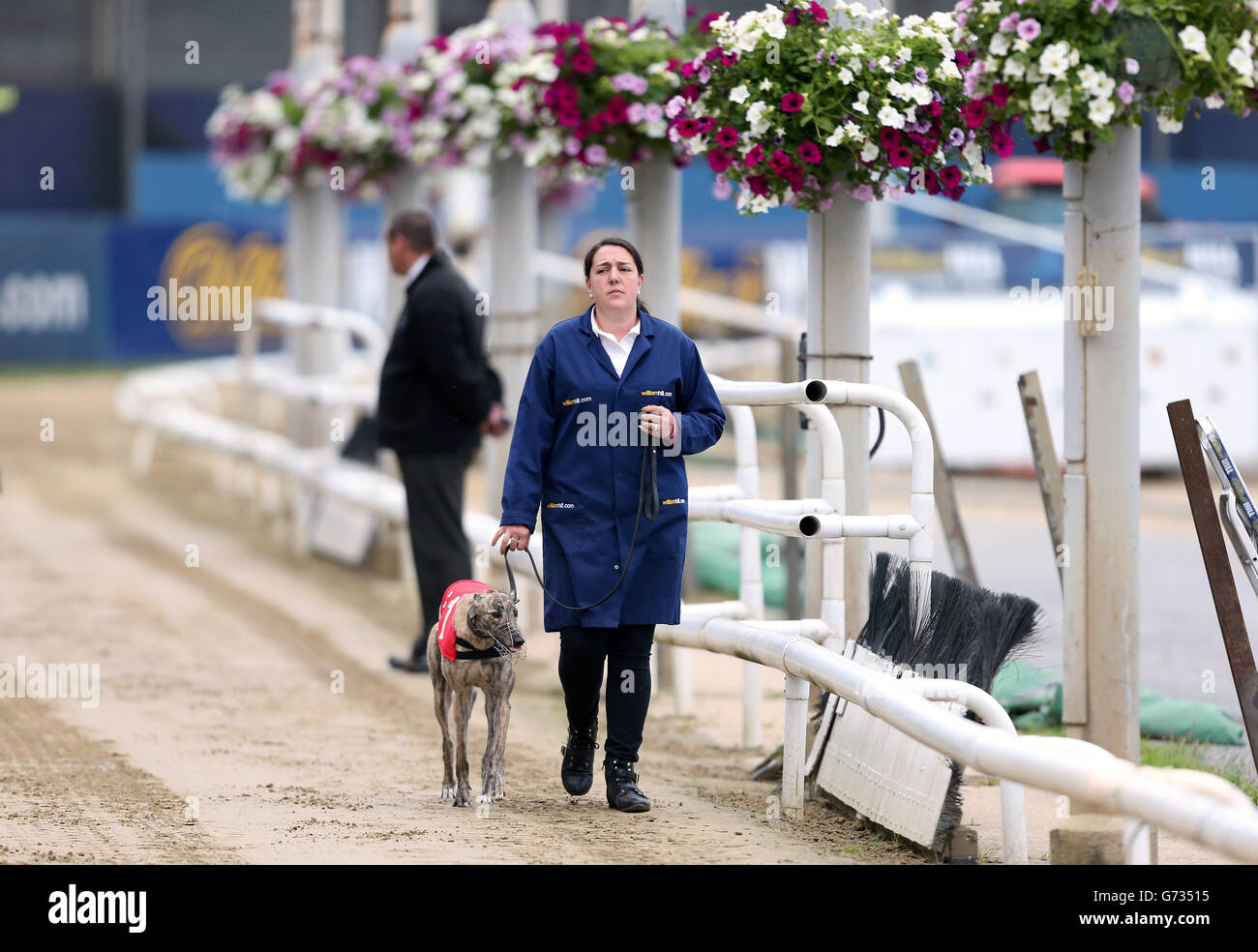 Greyhound Racing - William Hill Derby - Final - Wimbledon Stadium Stock ...