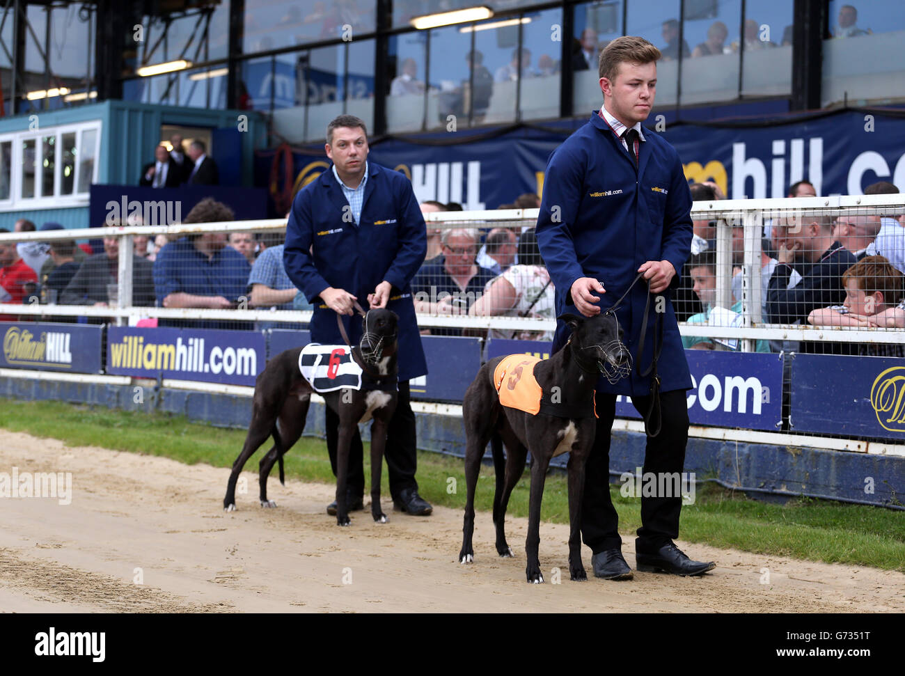 Greyhound Racing - William Hill Derby - Final - Wimbledon Stadium. The ...