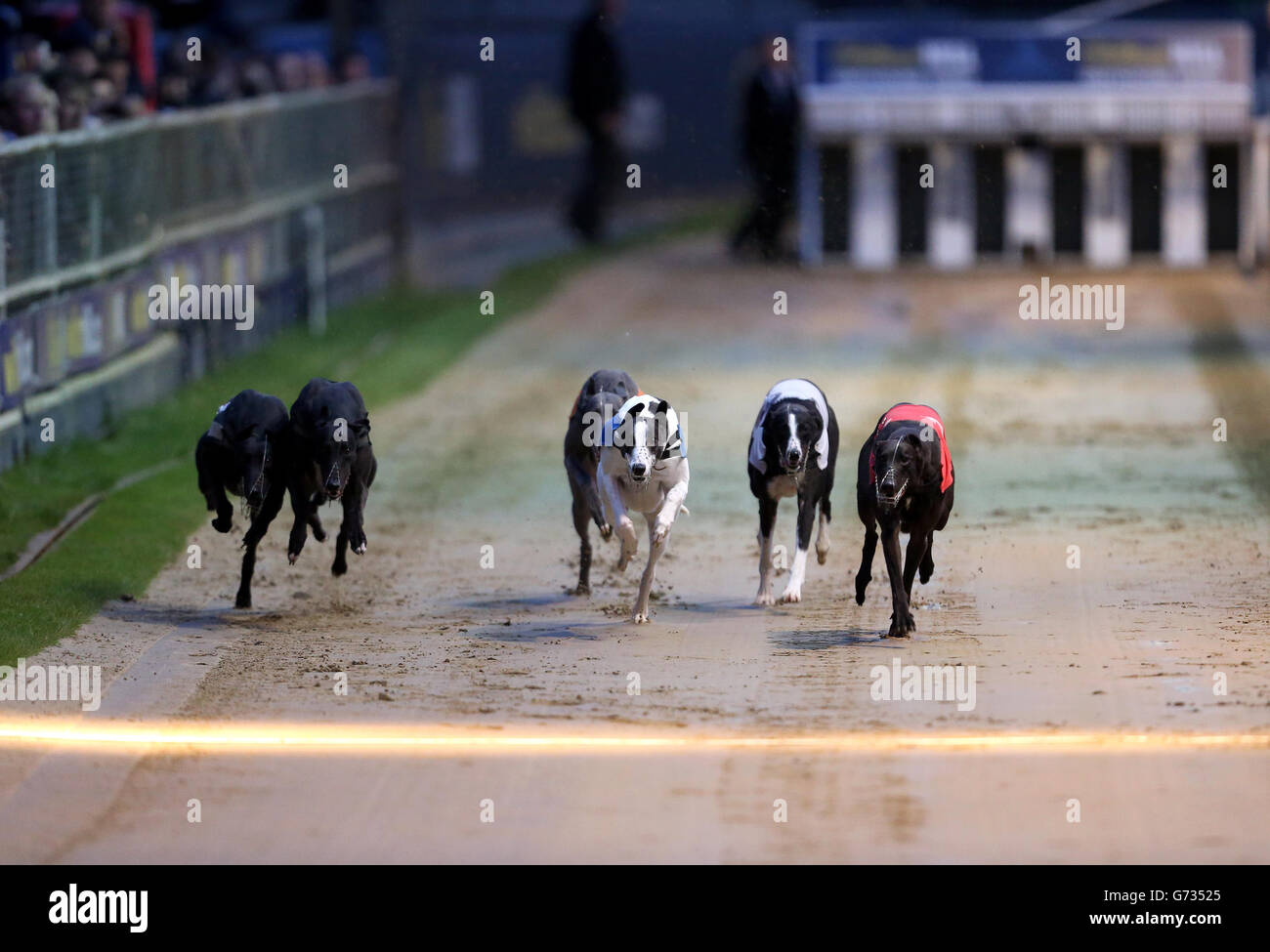 Greyhound Racing - William Hill Derby - Final - Wimbledon Stadium ...