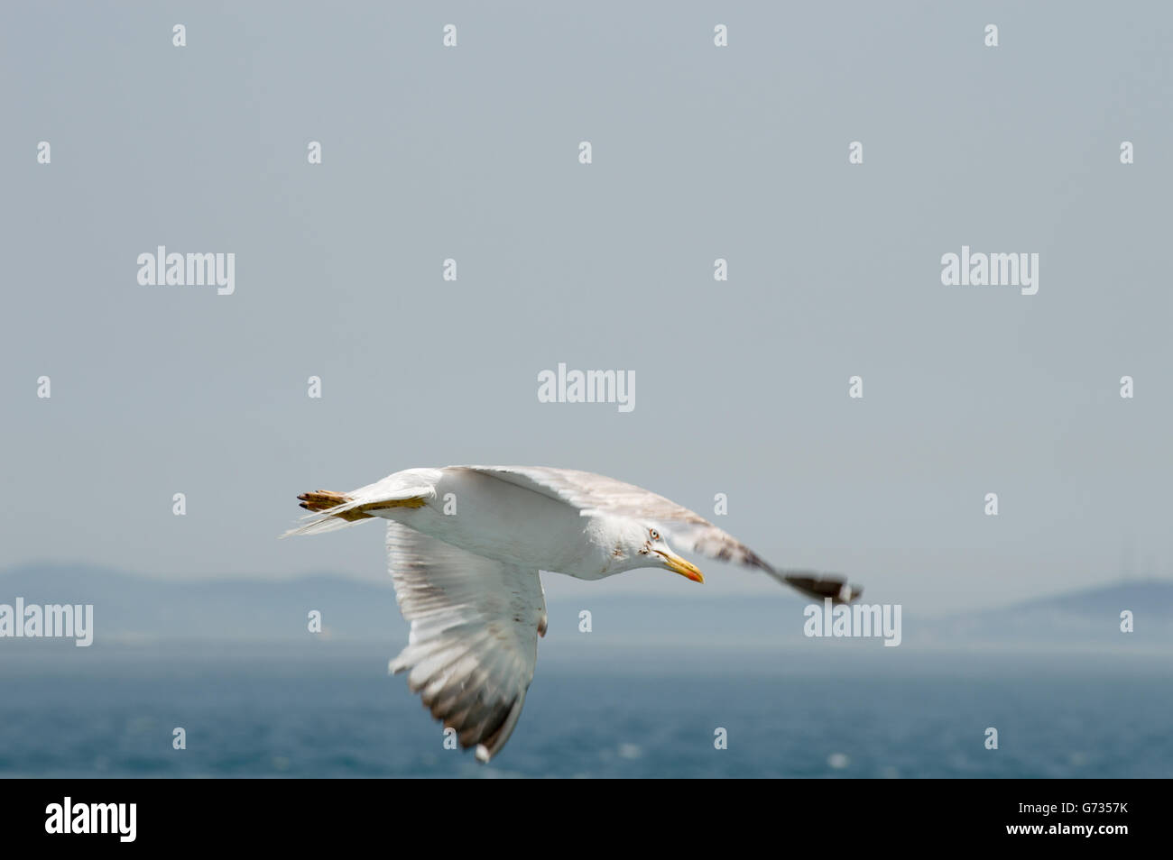 Flying freely hi-res stock photography and images - Alamy