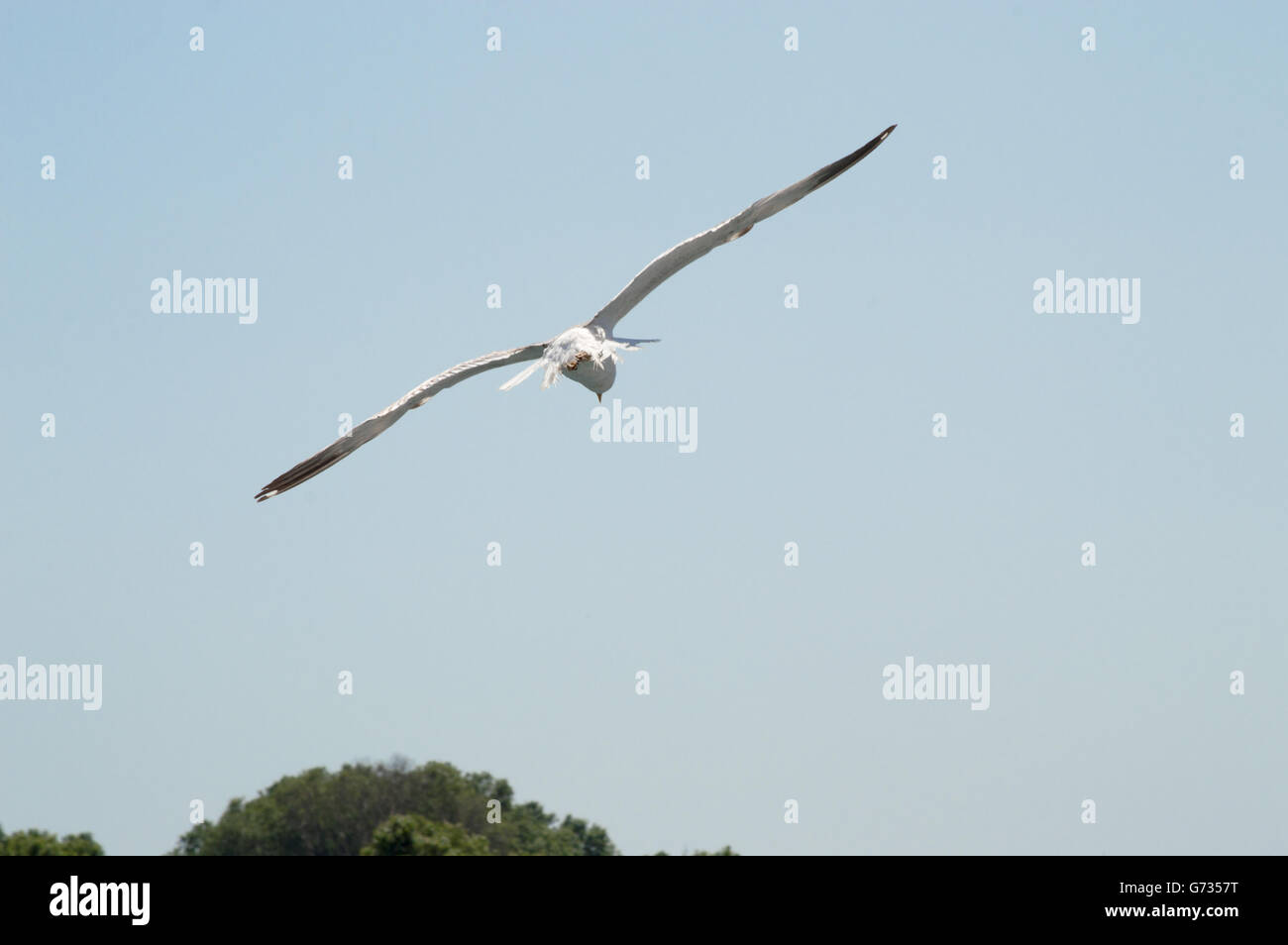 Flying freely hi-res stock photography and images - Alamy