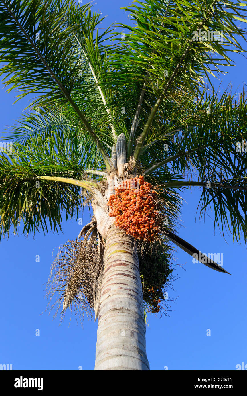 Palm frond hanging hi-res stock photography and images - Alamy