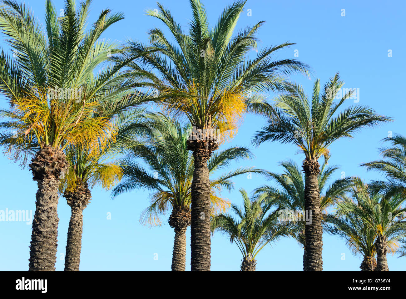 Palm tree single line hi-res stock photography and images - Alamy