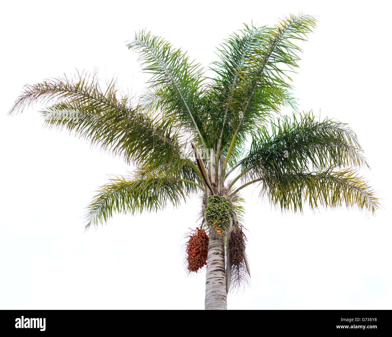 Palm frond hanging hi-res stock photography and images - Alamy
