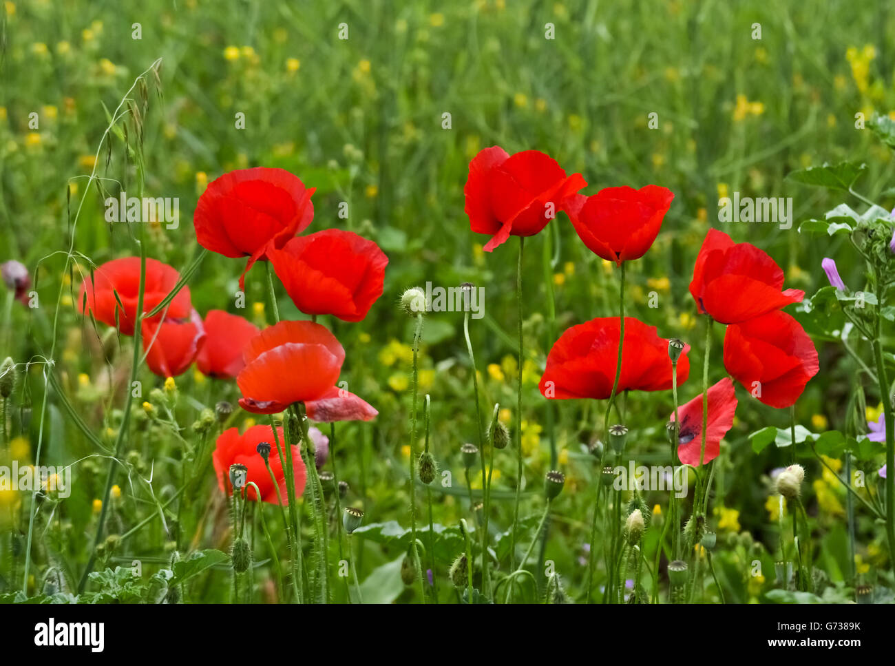 Red beautiful wild poppies hi-res stock photography and images - Alamy