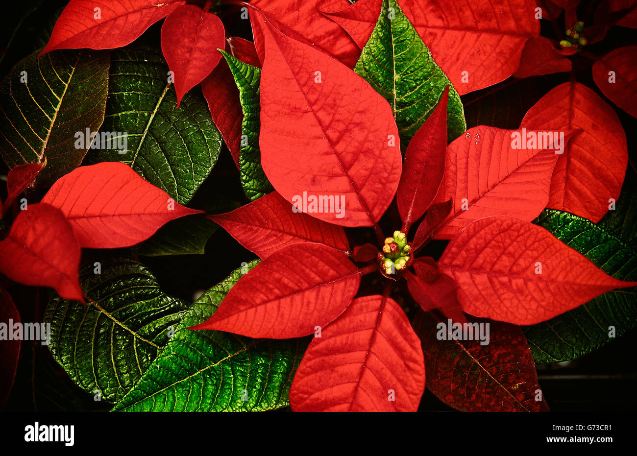 December flower hi-res stock photography and images - Alamy