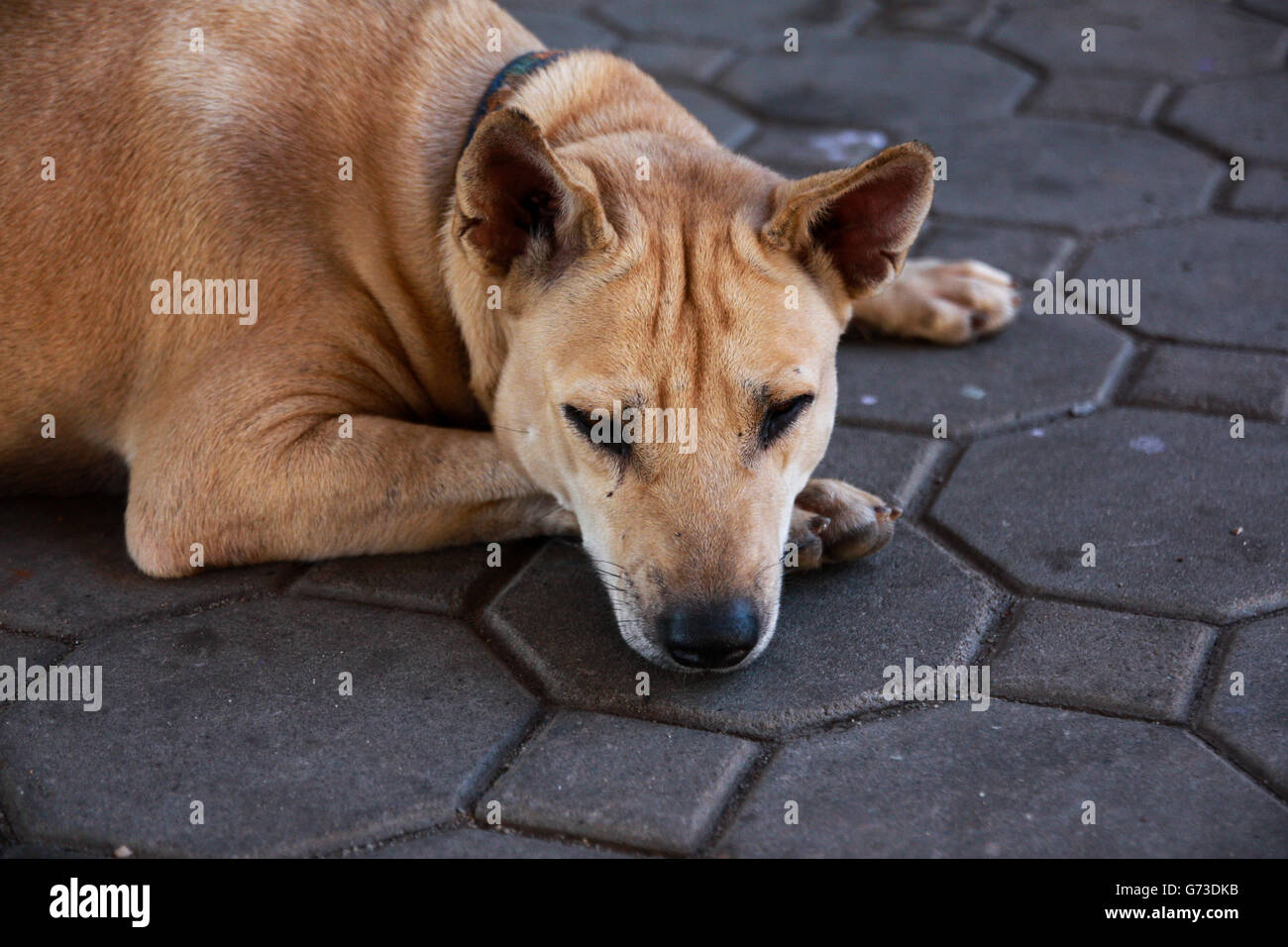 Dog with owner sad hi-res stock photography and images - Alamy