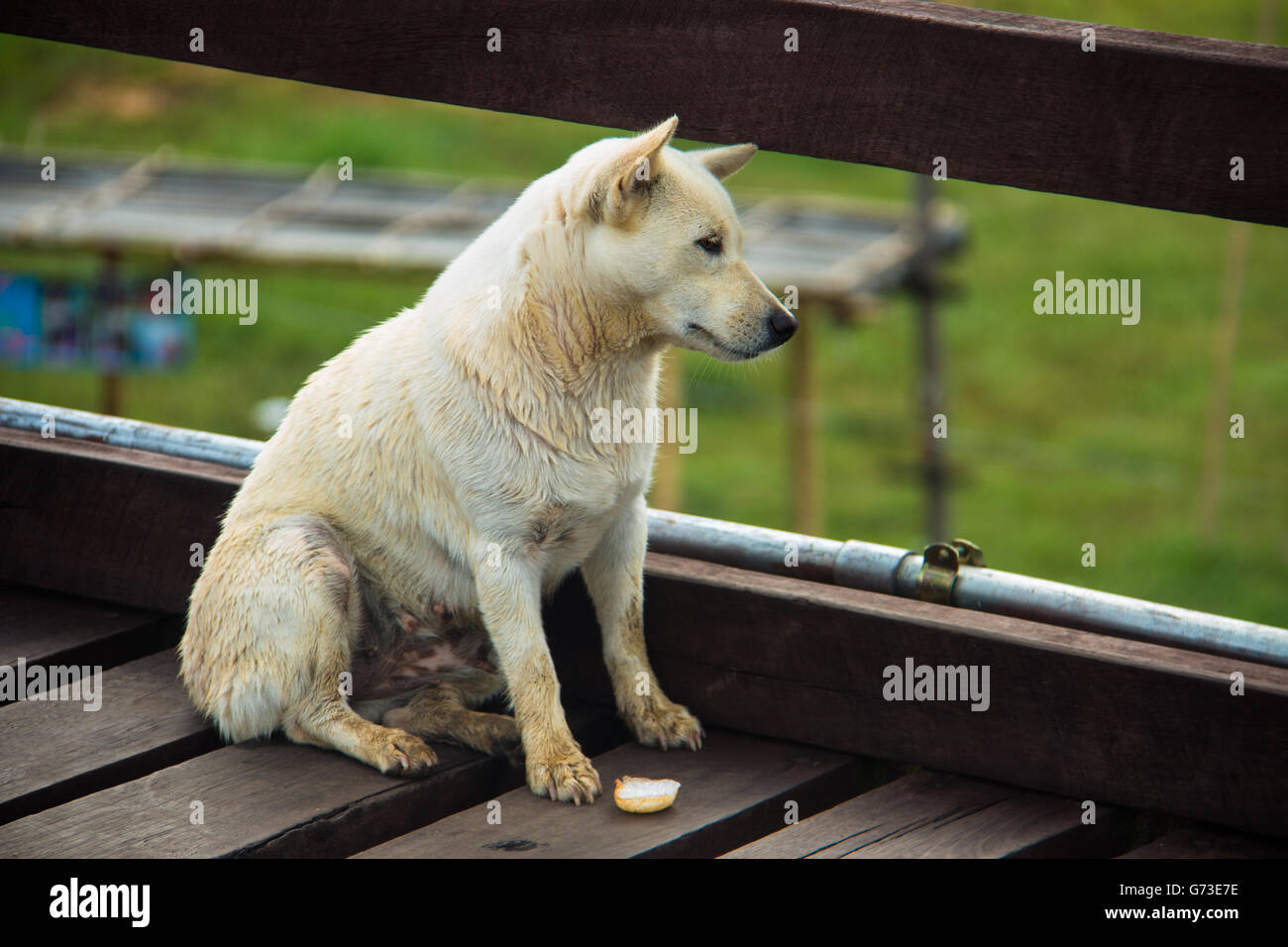 Dog with owner sad hi-res stock photography and images - Alamy