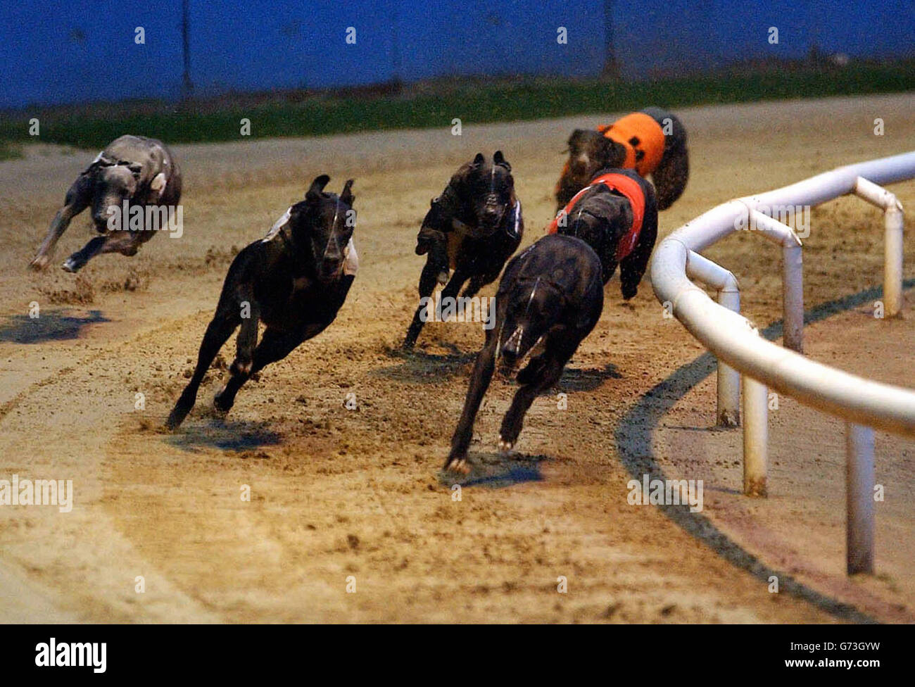 Greyhounds race wimbledon greyhound stadium hi-res stock photography ...