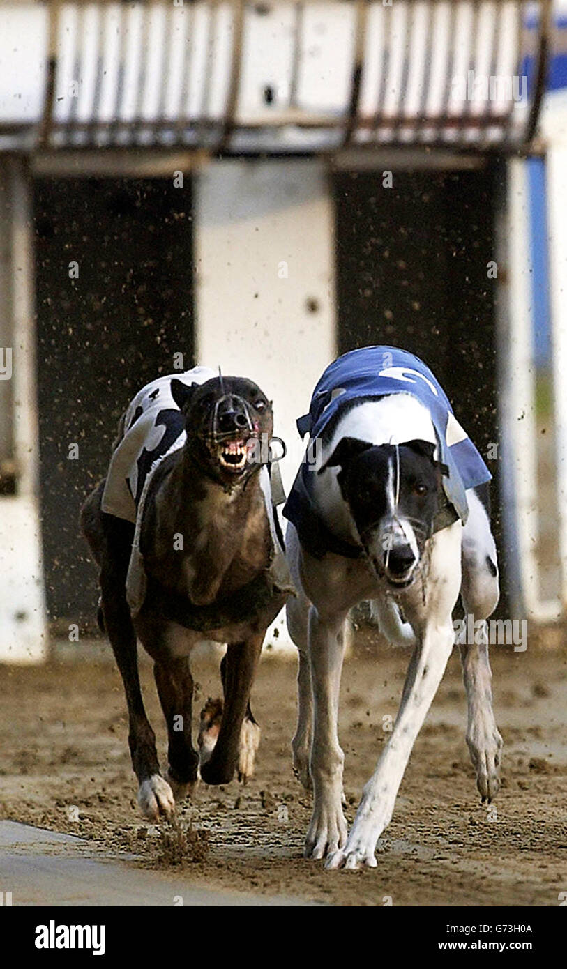 Greyhounds race at Wimbledon Greyhound Stadium, in London Stock Photo ...