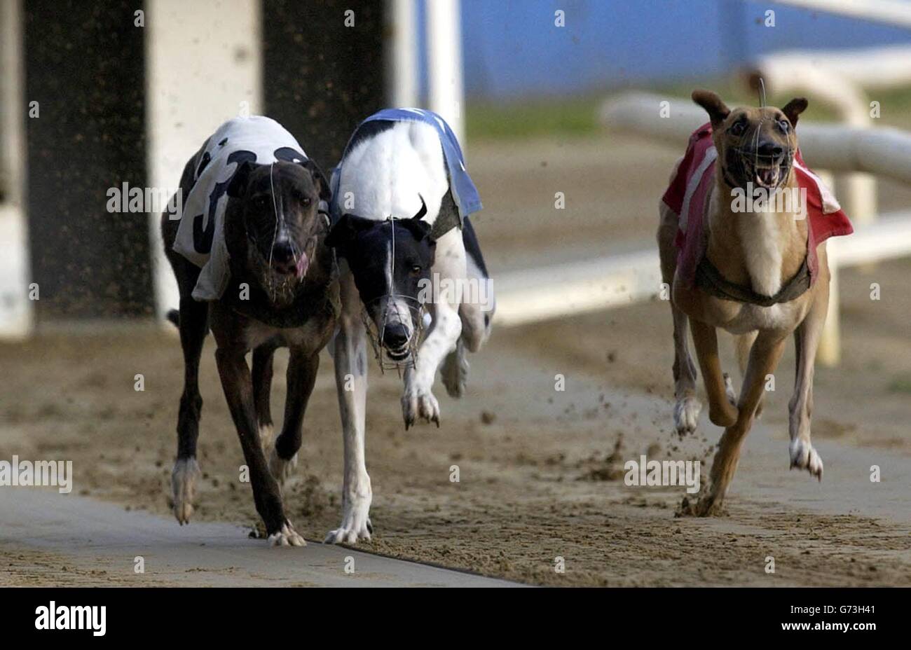 Greyhounds race at Wimbledon Greyhound Stadium, in London Stock Photo ...