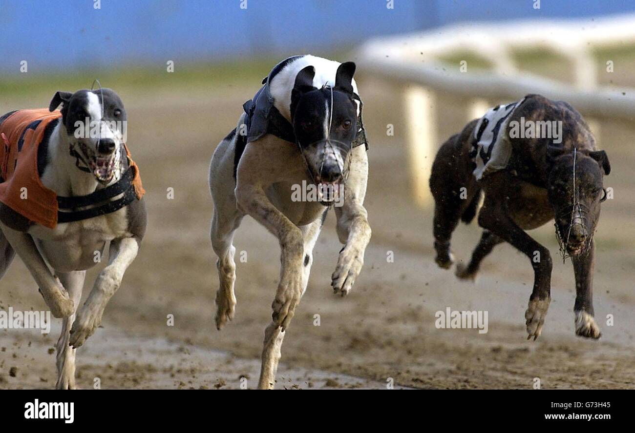 Greyhounds race at Wimbledon Greyhound Stadium, in London Stock Photo ...