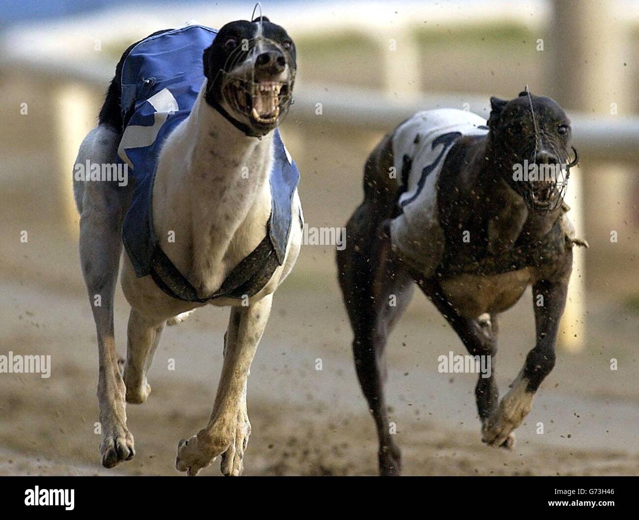 Greyhounds race at Wimbledon Greyhound Stadium, in London Stock Photo ...