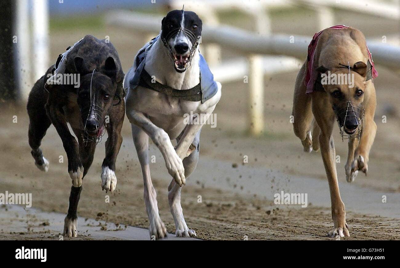 Greyhound Racing at Wimbledon Stock Photo - Alamy
