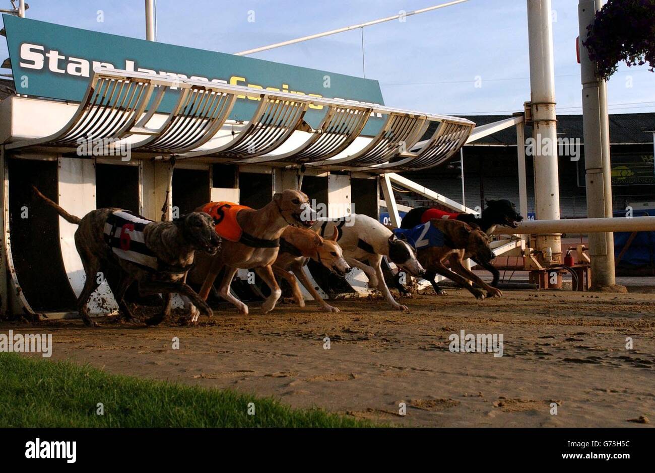 Greyhound Racing at Wimbledon Stock Photo - Alamy