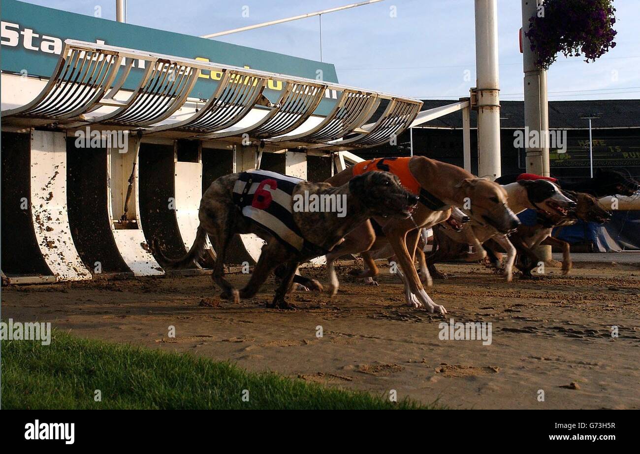 Greyhounds spring out traps wimbledon greyhound stadium hi-res stock ...