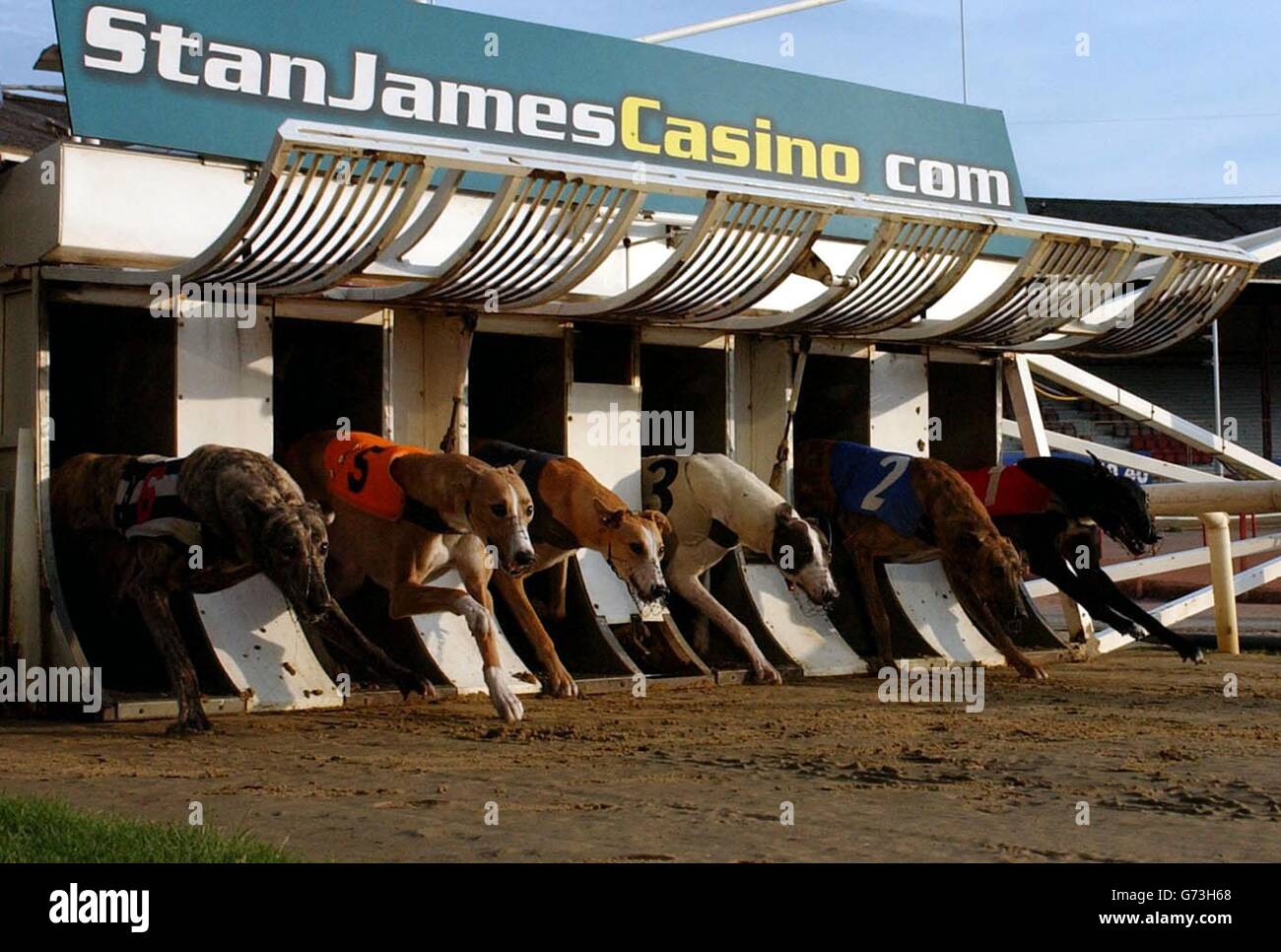 Greyhound Racing at Wimbledon Stock Photo - Alamy