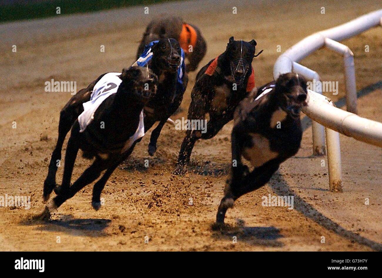 Greyhound Racing at Wimbledon Stock Photo - Alamy