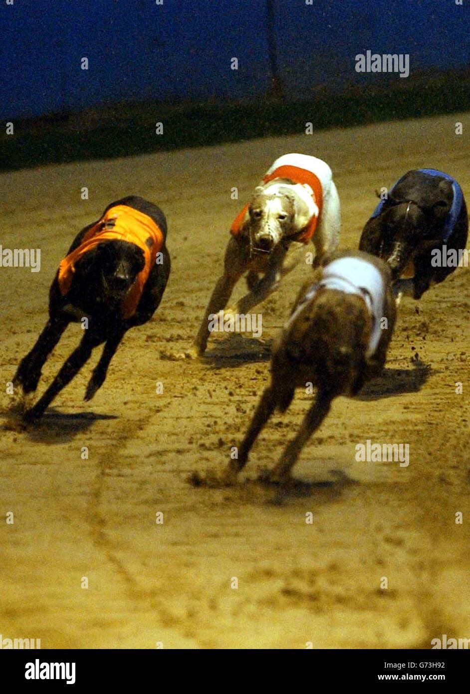 Greyhounds race at Wimbledon Greyhound Stadium, in London Stock Photo ...