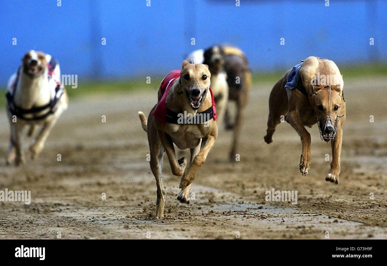Greyhounds race at Wimbledon Greyhound Stadium, in London Stock Photo ...