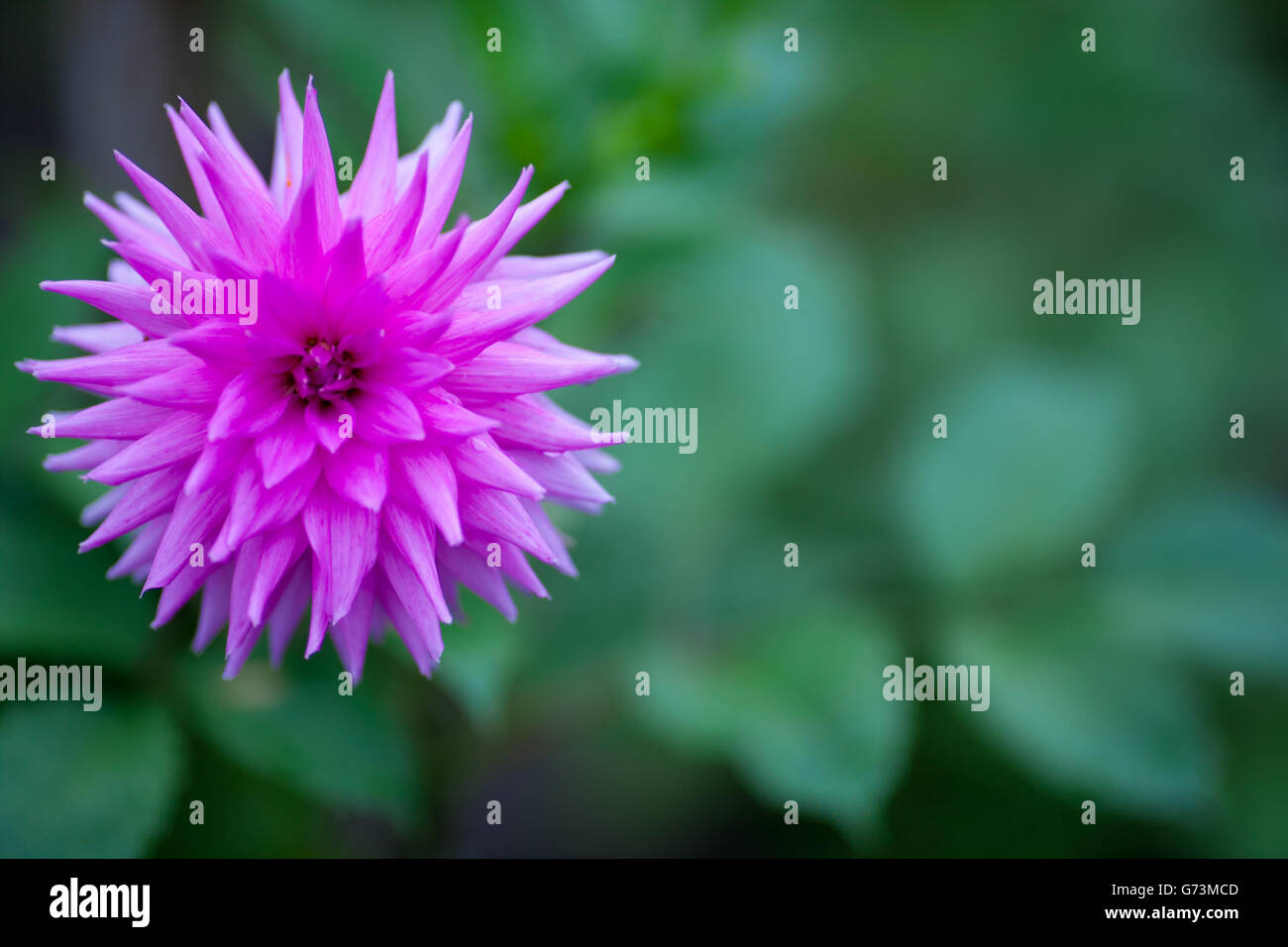 Full bloom dahlia hi-res stock photography and images - Alamy