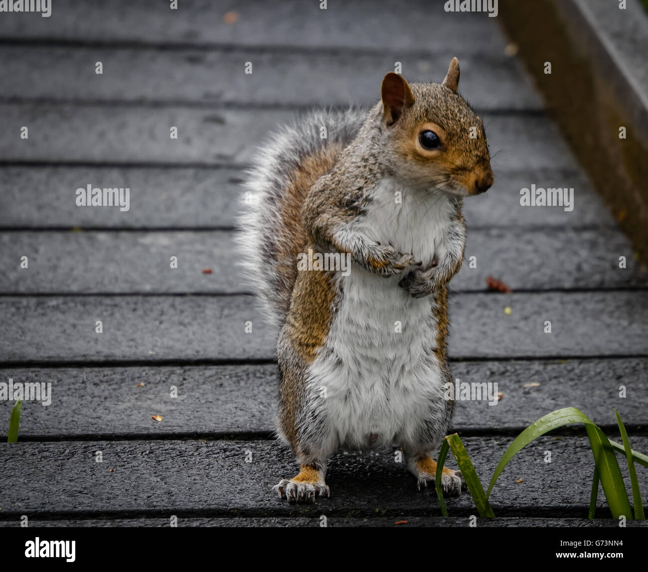 Squirrel standing on pathway, scratching chest and blocking the way ...