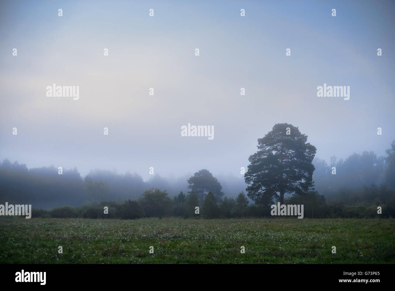 Trees in fog in summer morning Stock Photo - Alamy