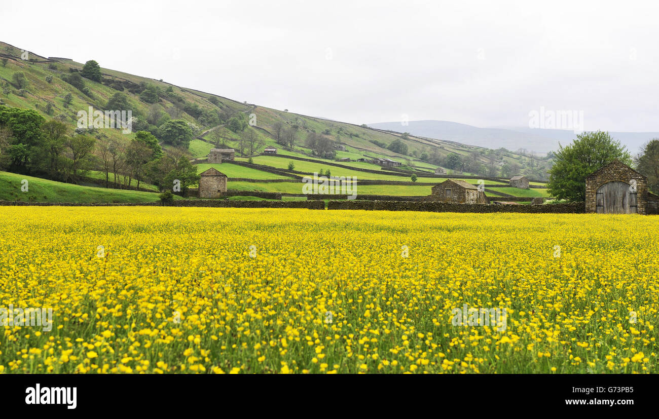Yellow Meadow in Swaledale, the meadow land along the valley bottom ...