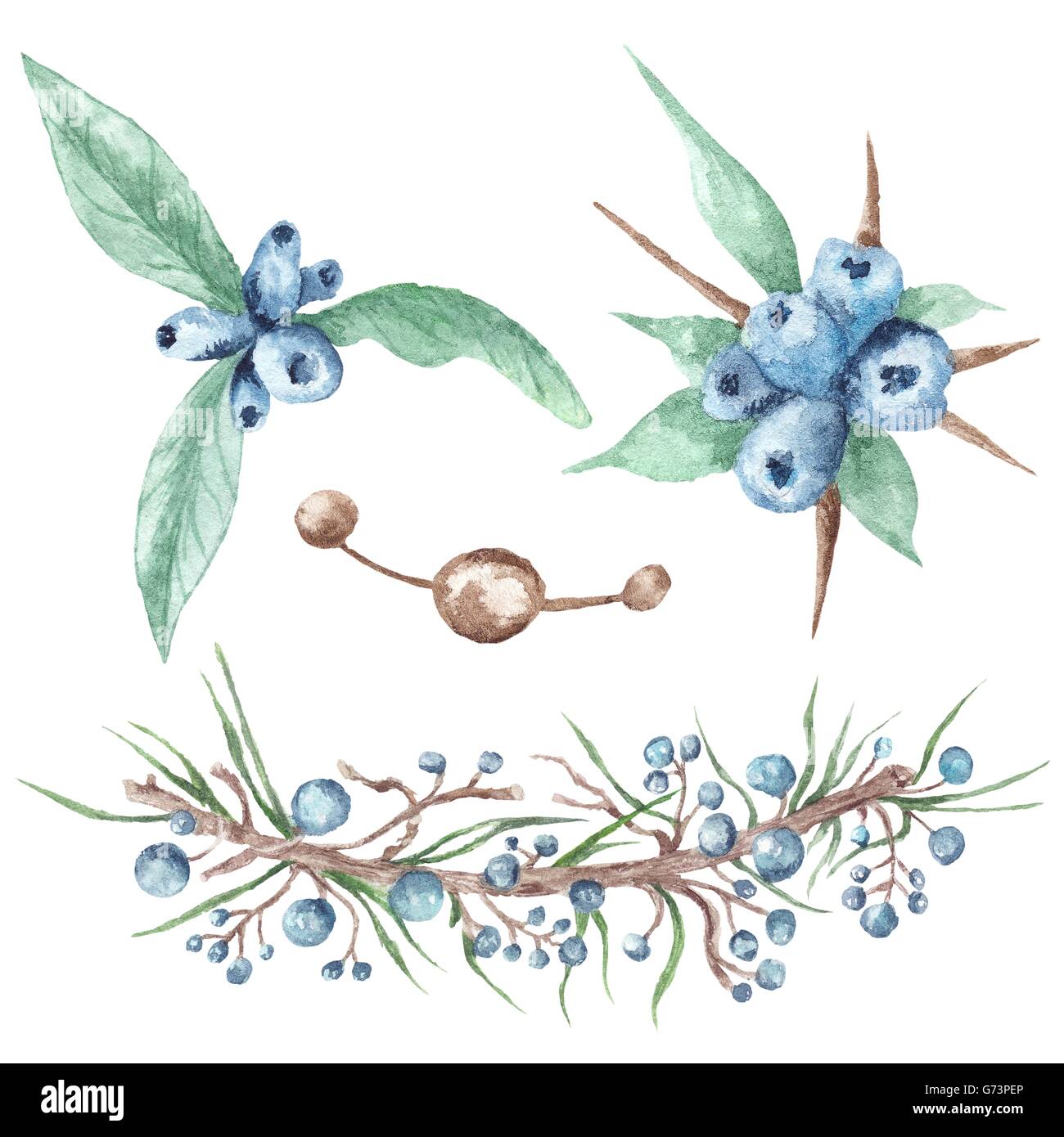 Boho style wild blue berries isolated on white background Stock Photo ...