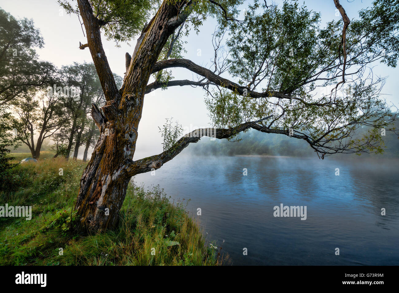 Trees in fog on background of river Stock Photo - Alamy
