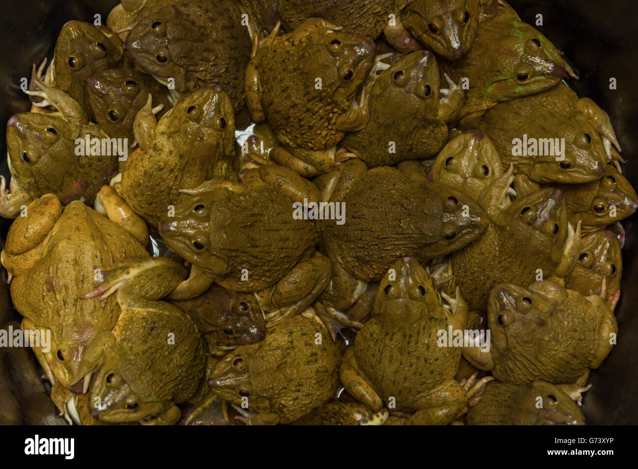 Frogs thailand hi-res stock photography and images - Alamy