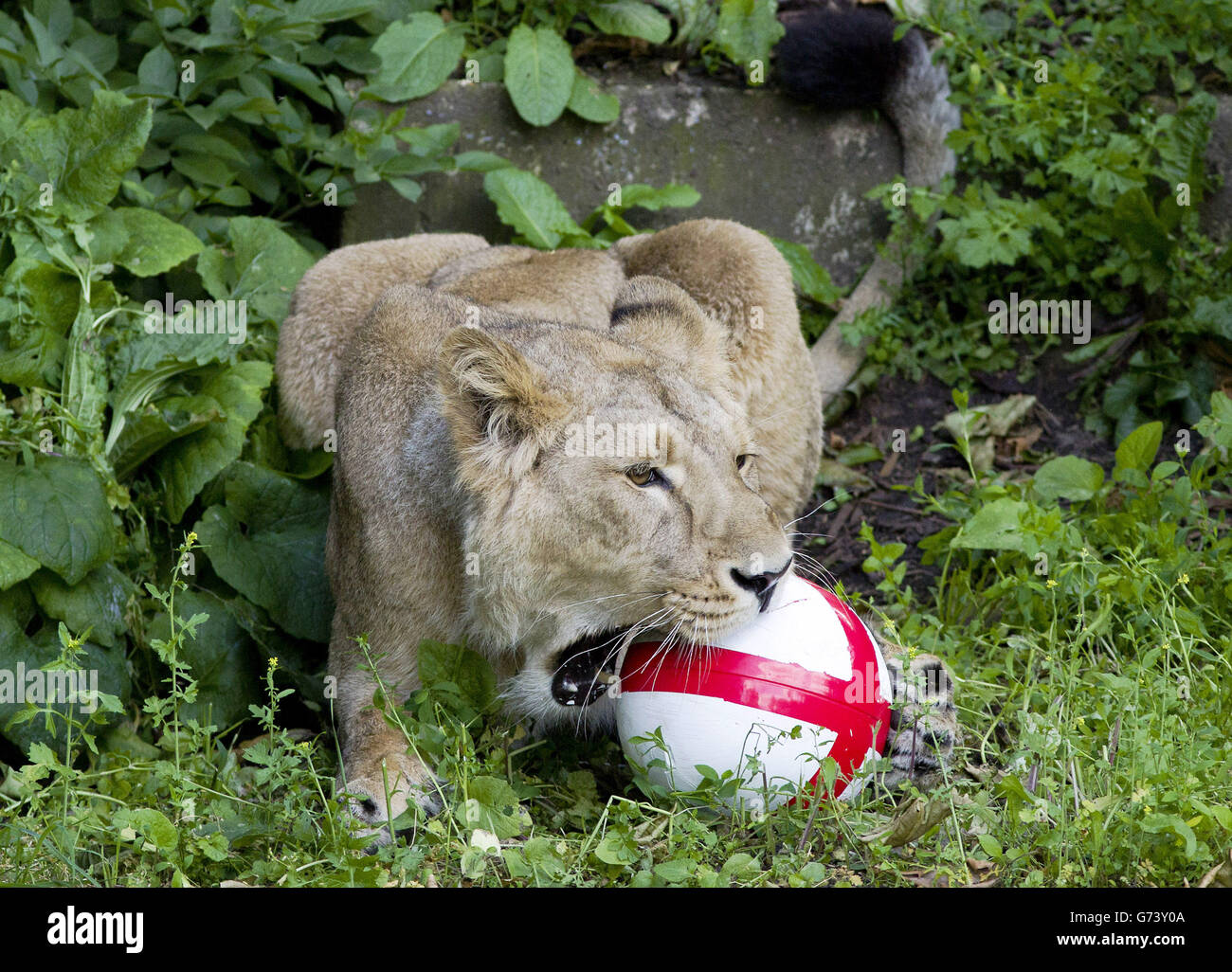 Lions play football at London Zoo Stock Photo - Alamy